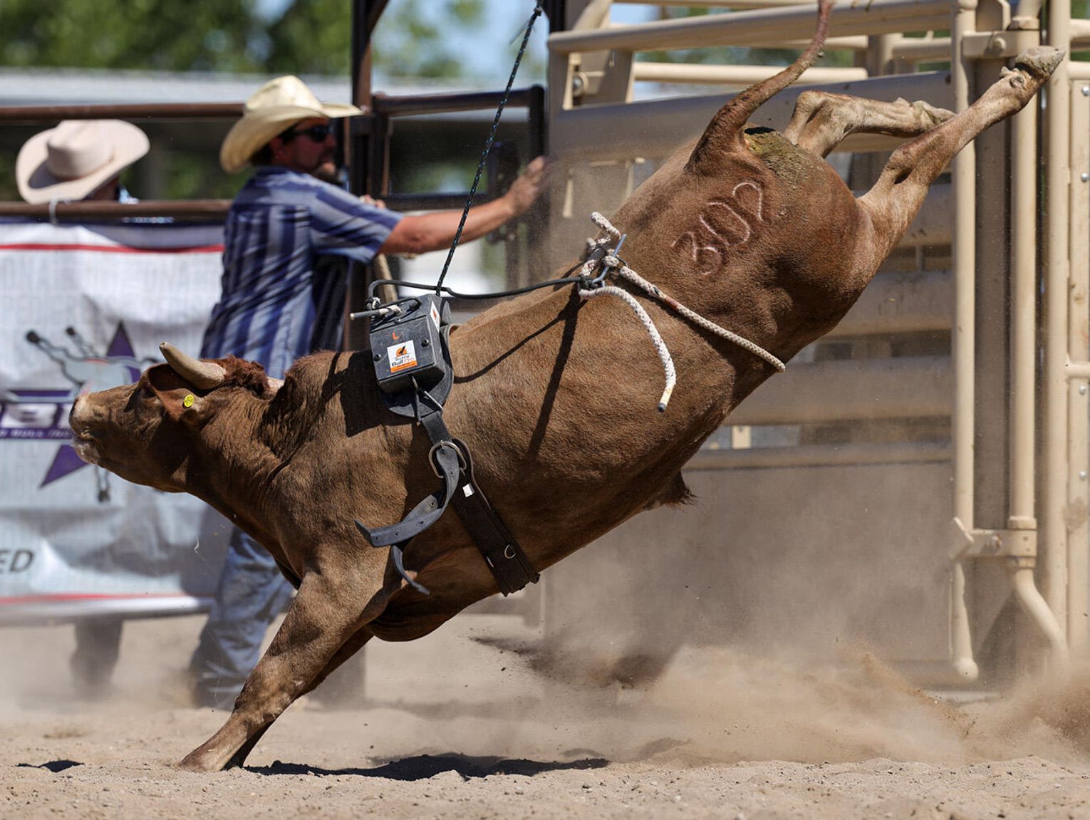Bulls Rule the Day at Rafter 3-C Fallon Finale