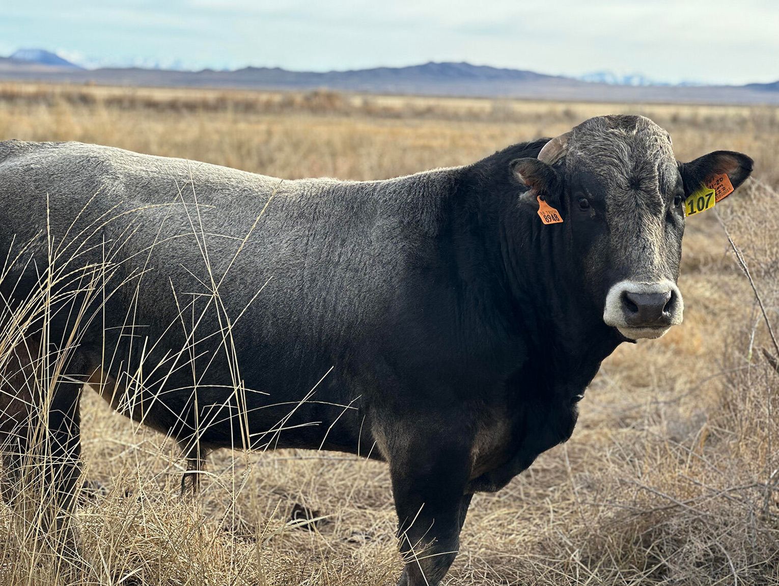 Bench Creek Ranch Hosts First Annual Bull Sale