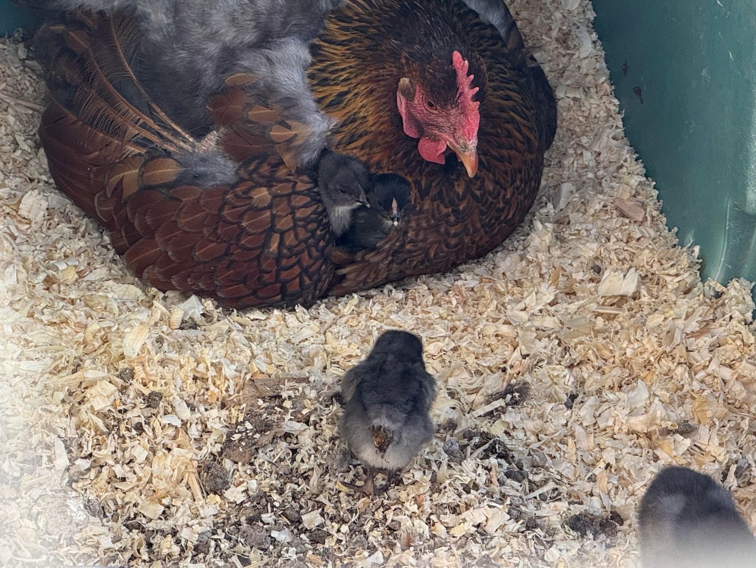 Captain’s Log - Hens Gone Rogue: Surprise Babies at the Bunny Ranch