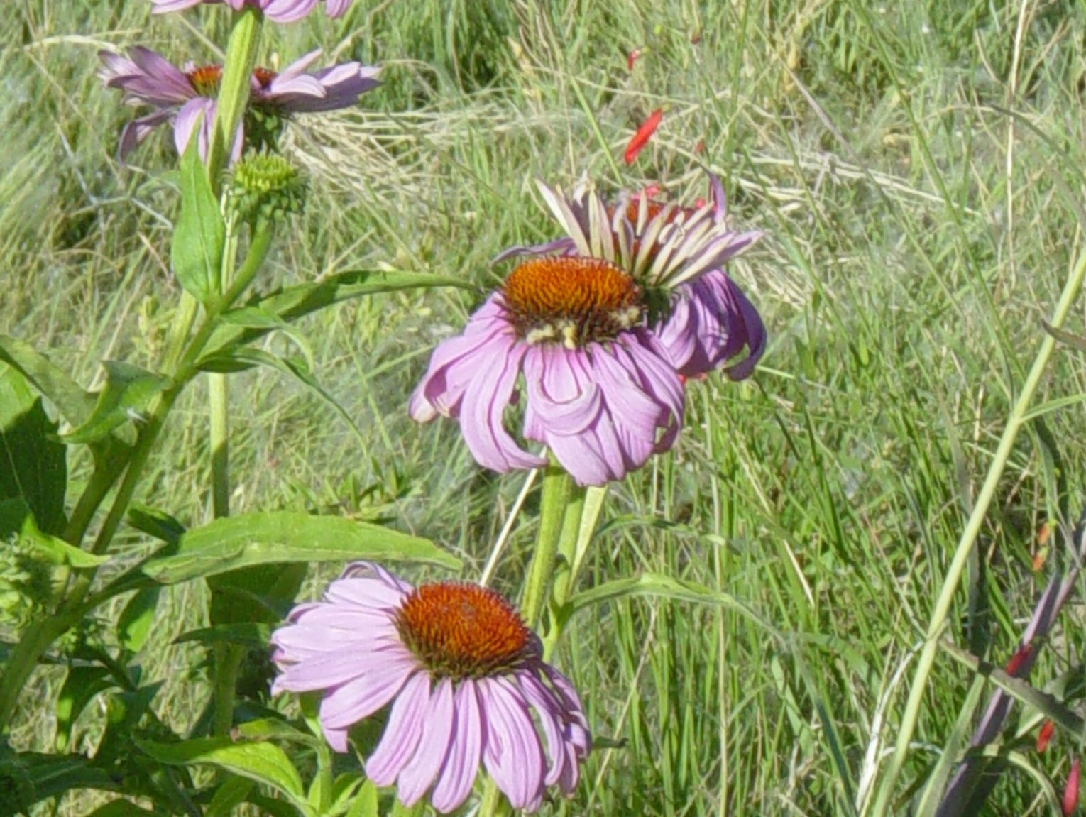 Edith — on Echinacea