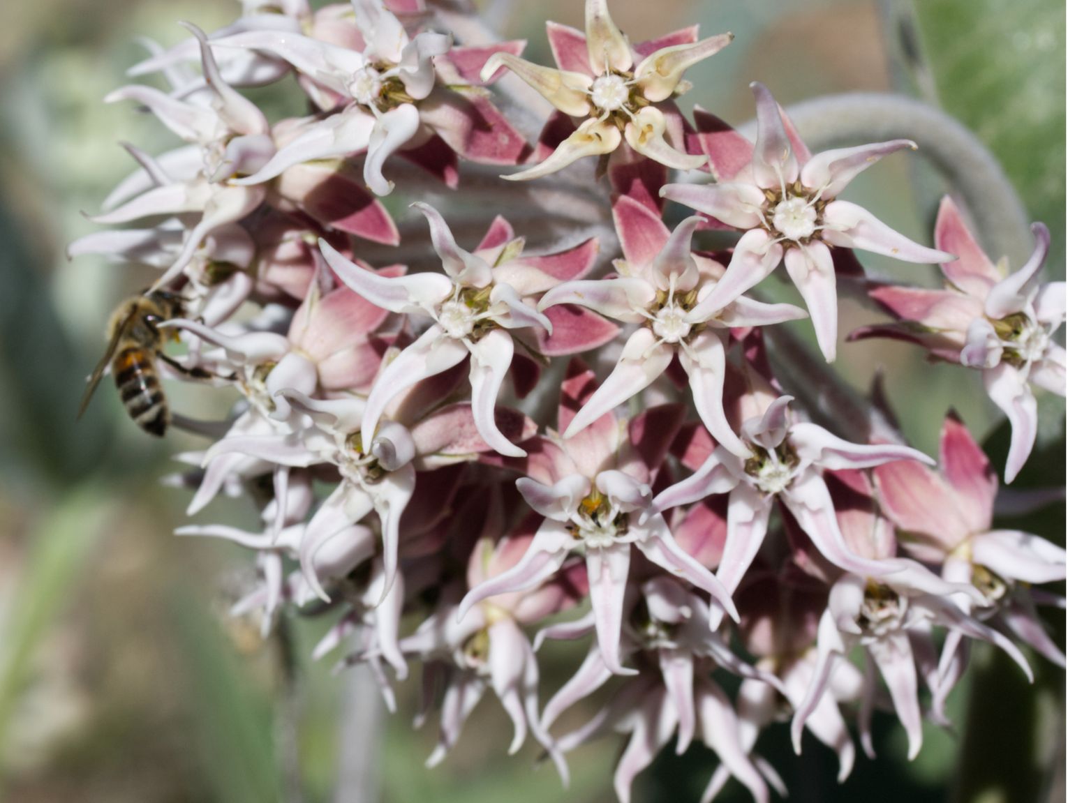 Edith on Milkweed -- not a weed