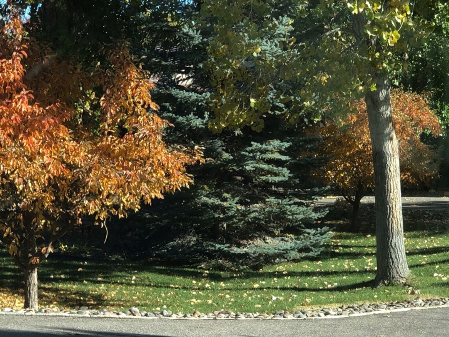 Edith says mow your weeds for mulch