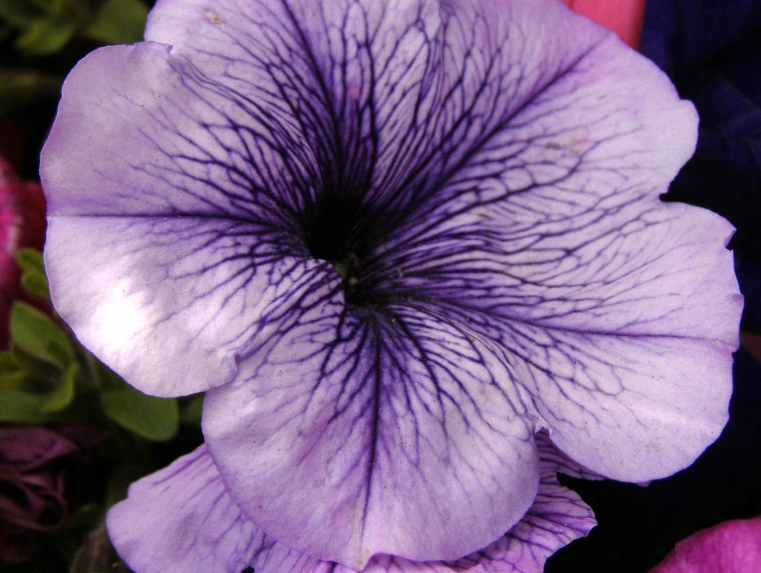 Garden of Edith -- On Petunias