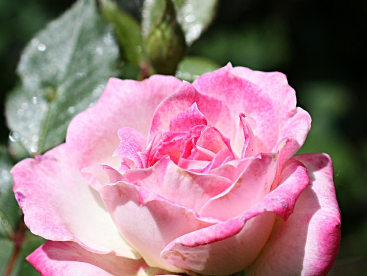 Garden of Edith -- On Roses