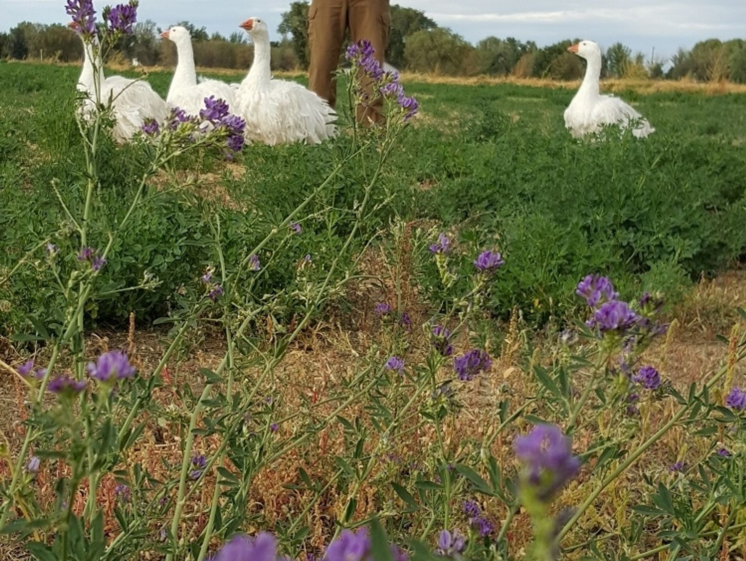 High Desert Dirt -- The Raven's Rant