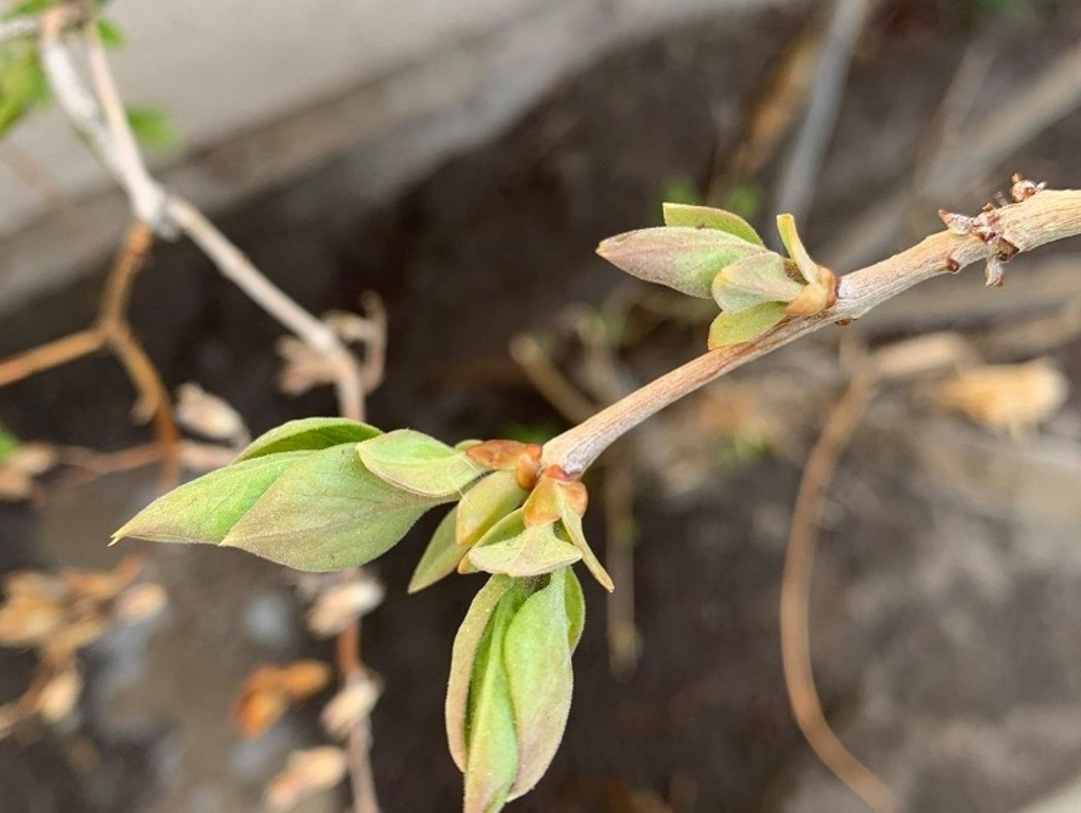 #LearningFromaDistance -- Mrs. Johnson at Numa