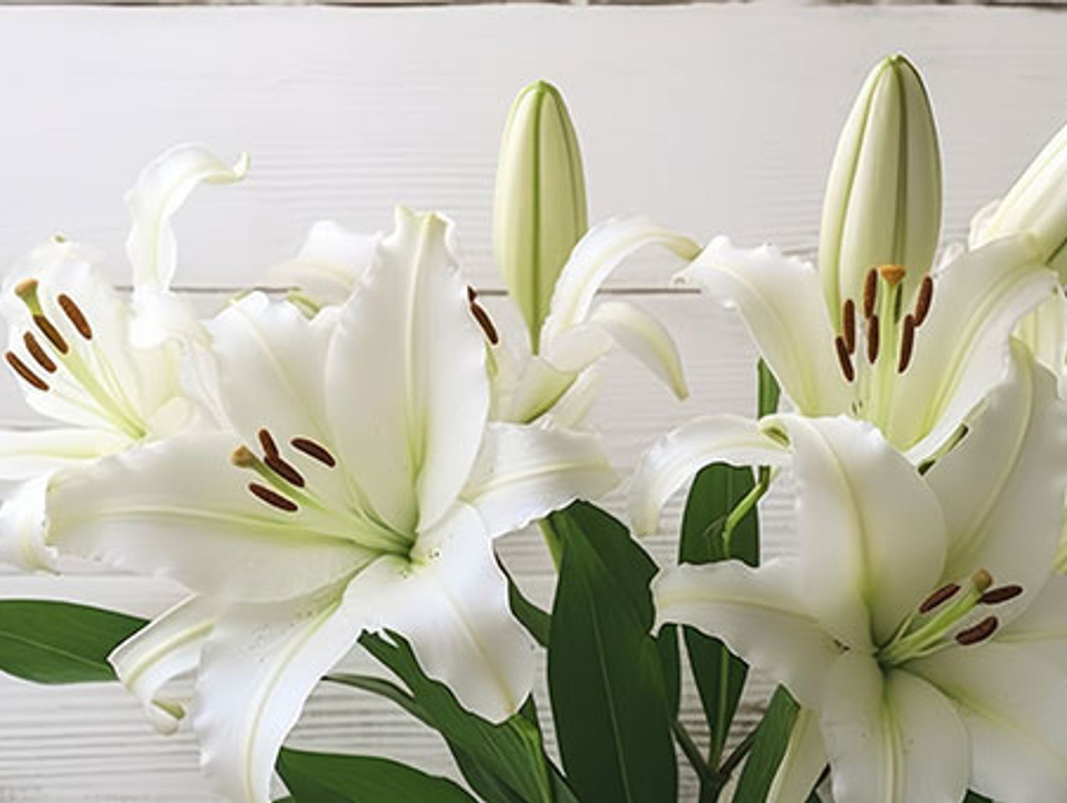 Obituary - Janice “Jan” Wilma Clasen Obituary - Janice “Jan” Wilma Clasen