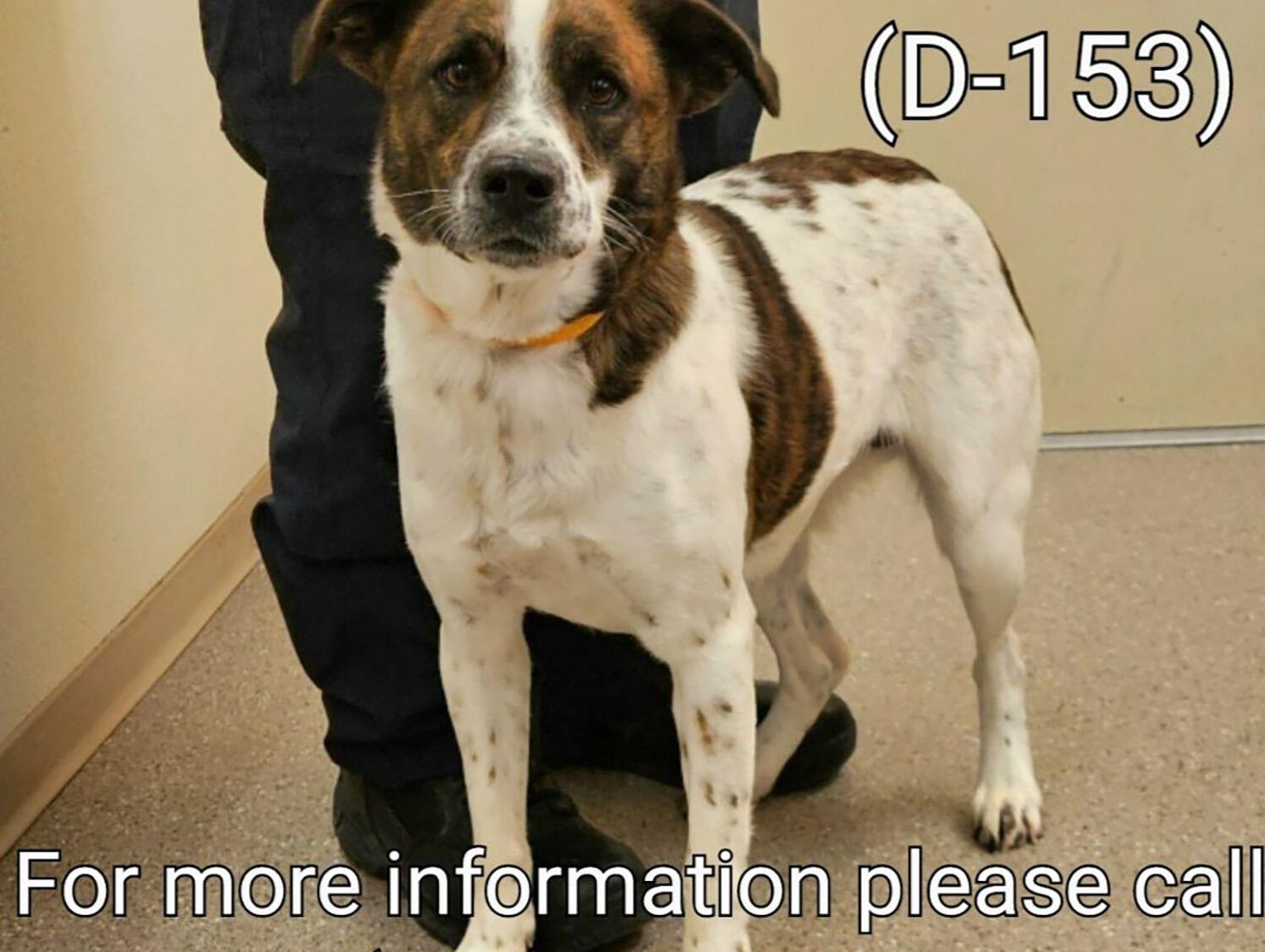 Pets of the Week