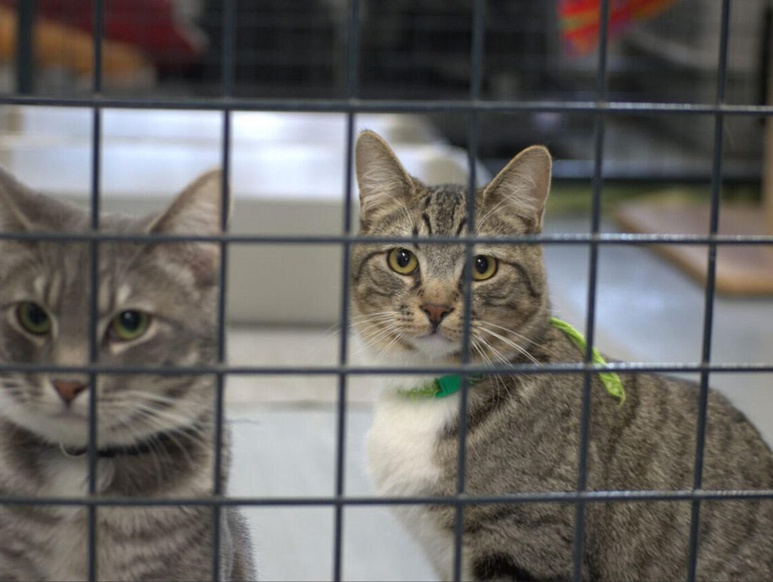 Pets of the Week