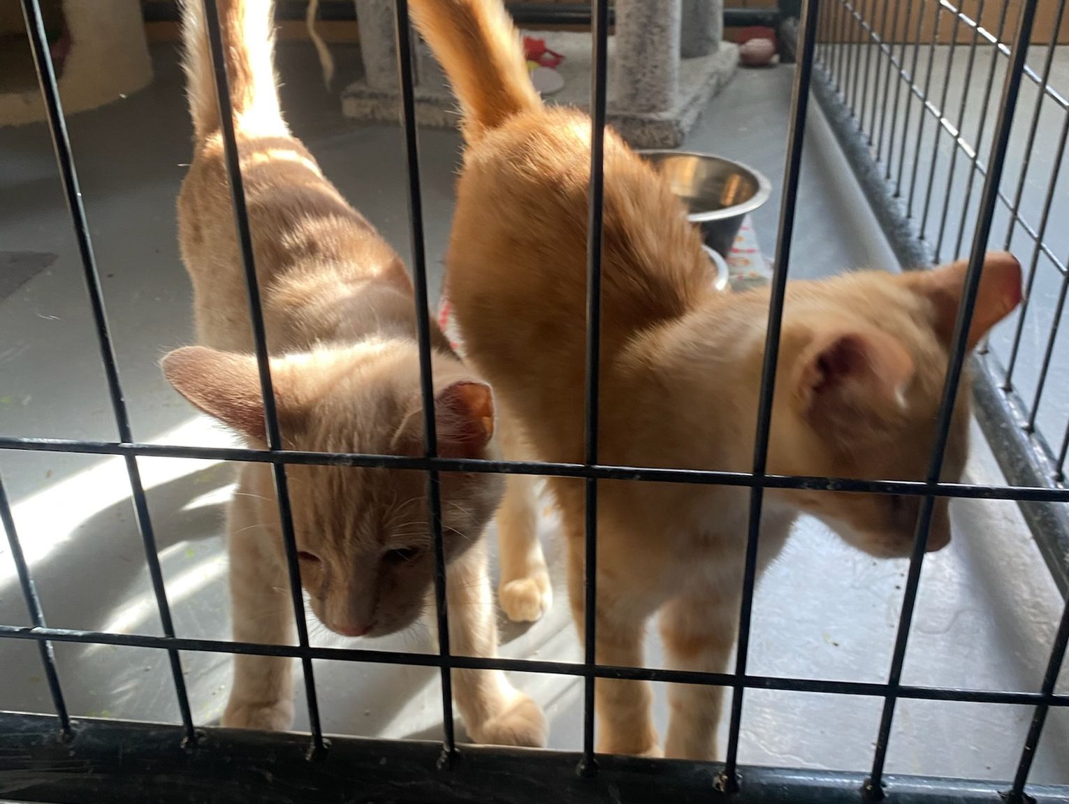 Pets of the Week