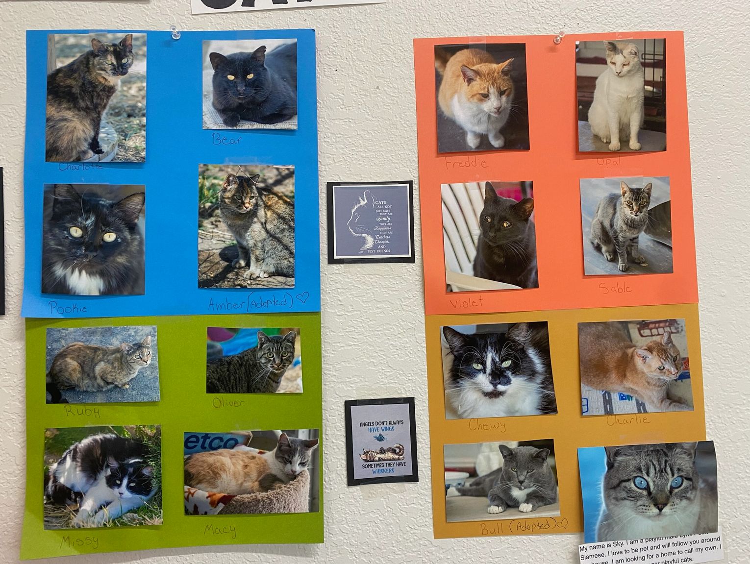Pets of the Week