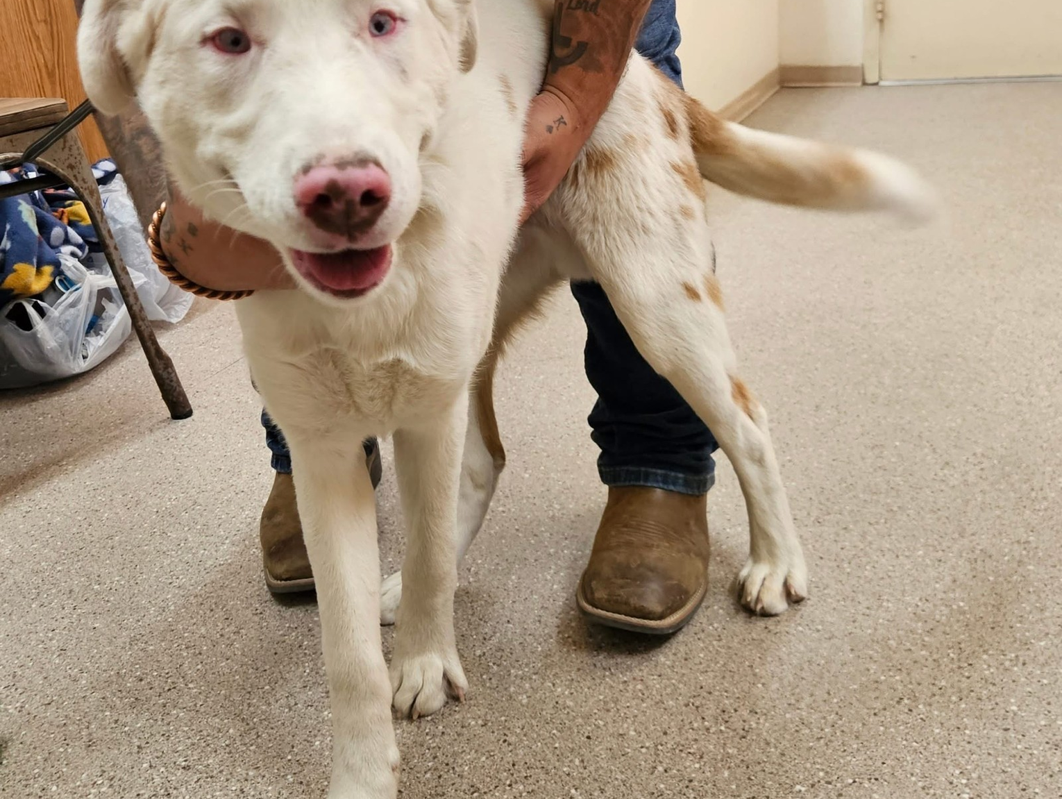 PETS OF THE WEEK