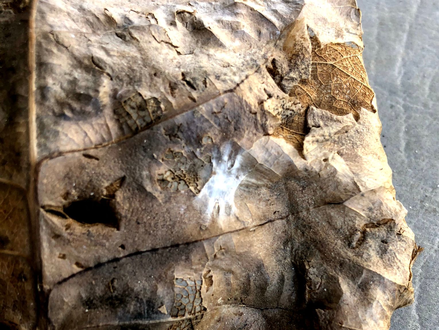 Plant Notes -- Edith on Leaf Miners