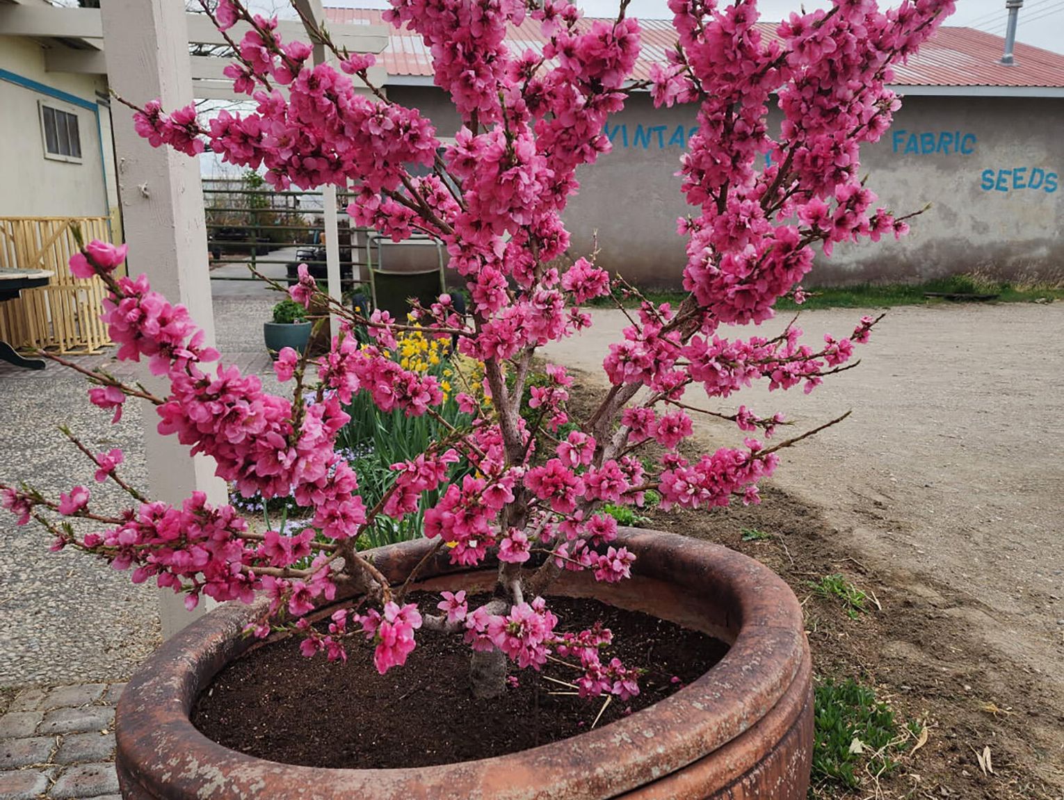 Spring's Mini Marvels