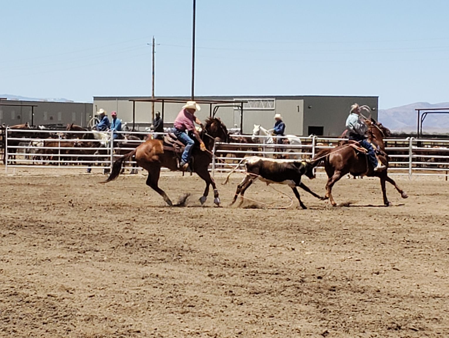 Team Roping event draws 600 teams