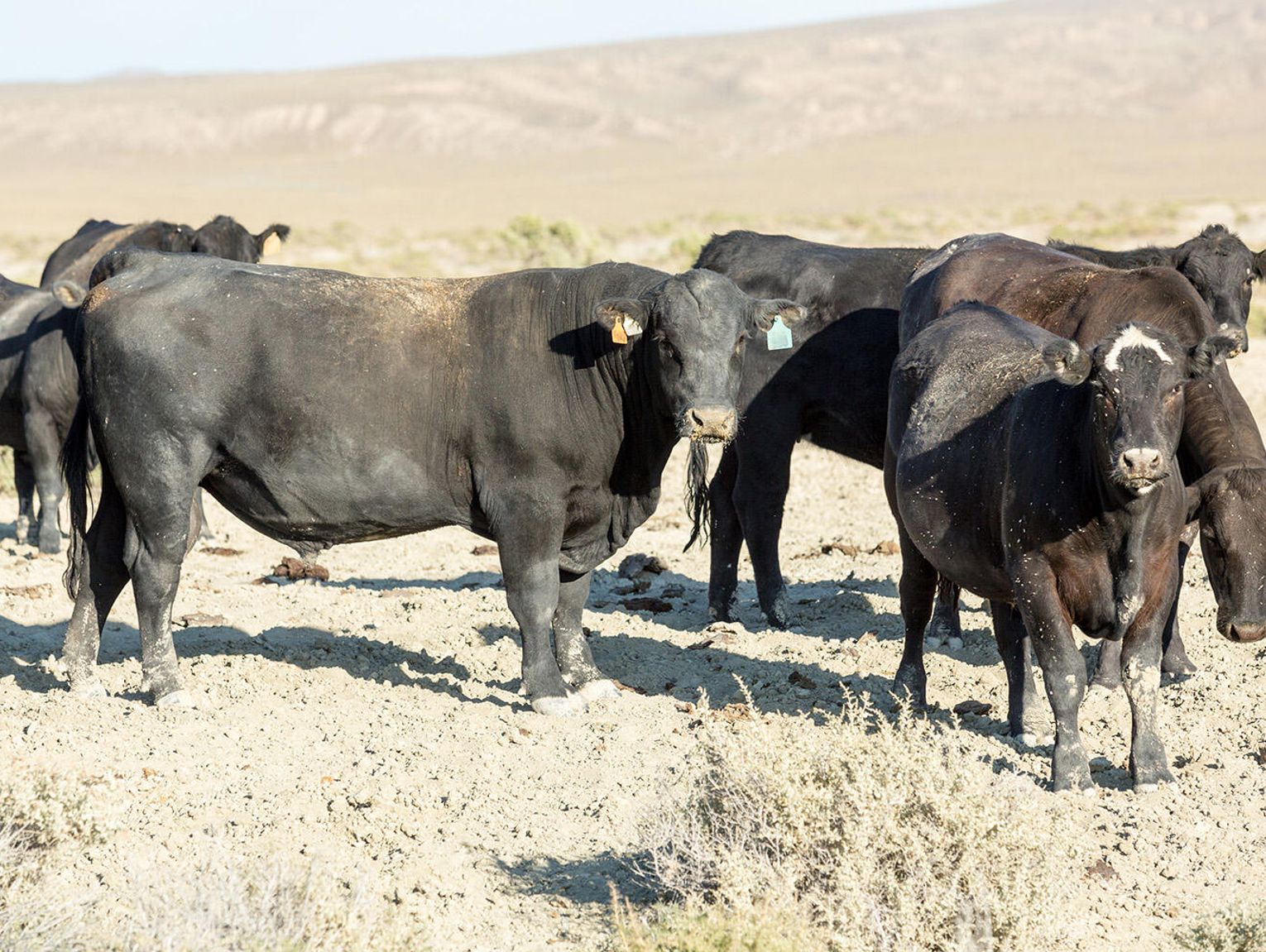 The Great Basin Bull Sale: A Legacy of Ranching in Northern Nevada