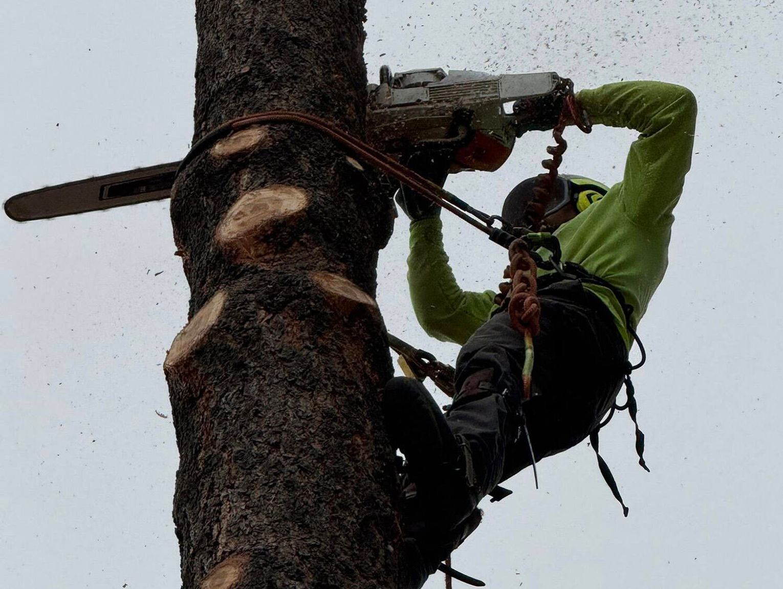 Why Safe Work Practices and Professional Credentials Matter in Tree Care